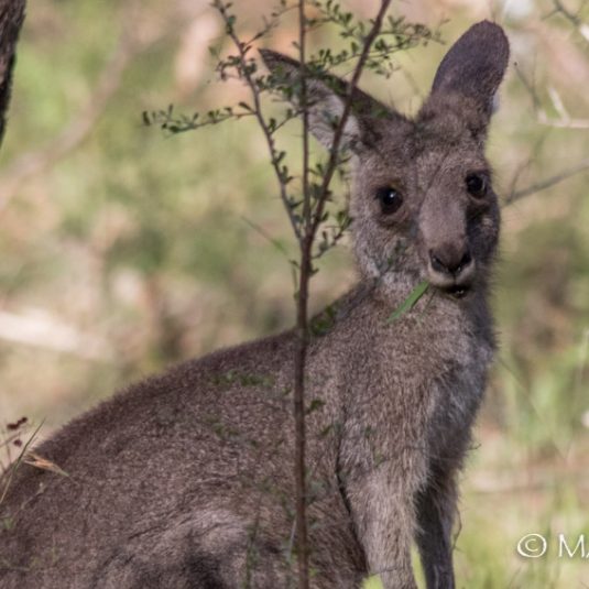 'Wallaroo' - Cumberland Land Conservancy